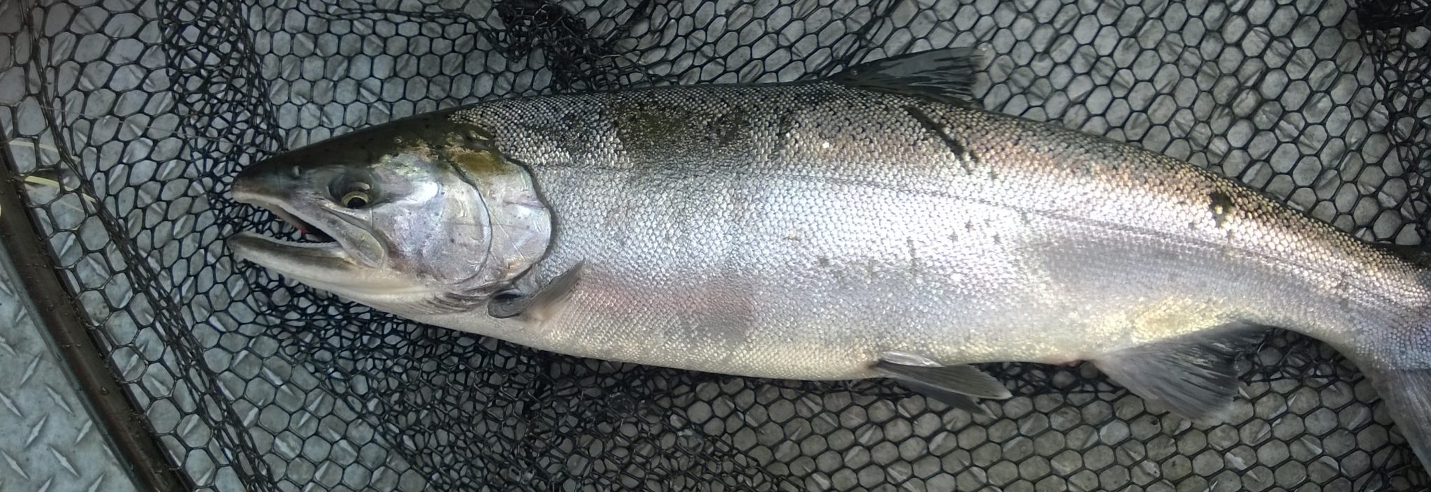 Coho In a Net – Gone Fishing Northwest