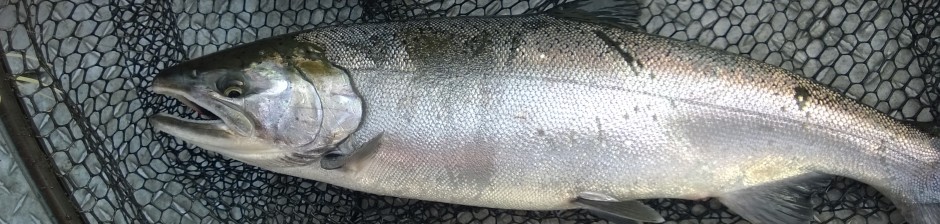 cropped-Coho-In-a-Net.jpg – Gone Fishing Northwest