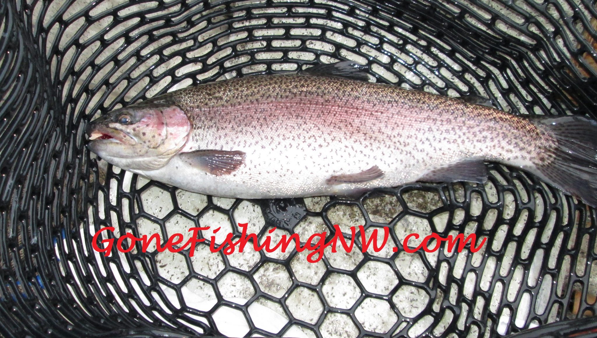 Beaver Lake Rainbow trout – Gone Fishing Northwest