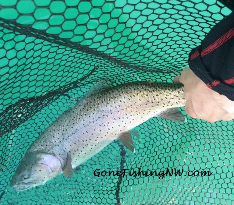 Omak lake Cutthroat – Gone Fishing Northwest