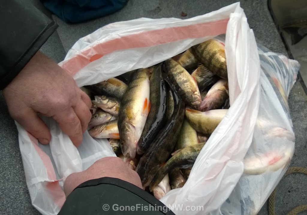 How To Catch Perch By The Hundreds – Gone Fishing Northwest