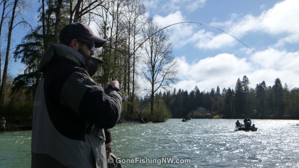Steelheadaganza VII – Cowlitz River Steelhead Fishing Report – Gone ...