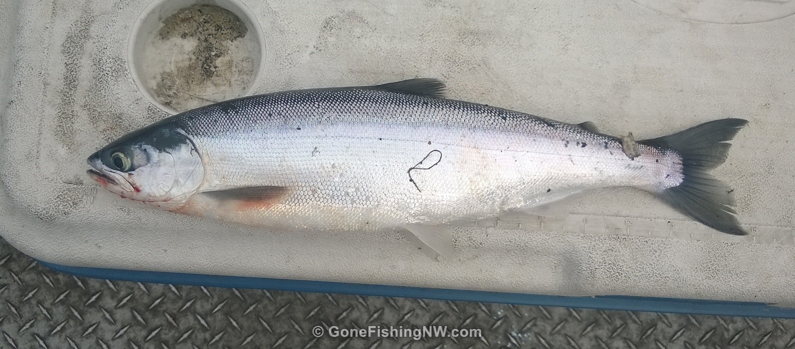 Big Lake Chelan Kokanee – Gone Fishing Northwest