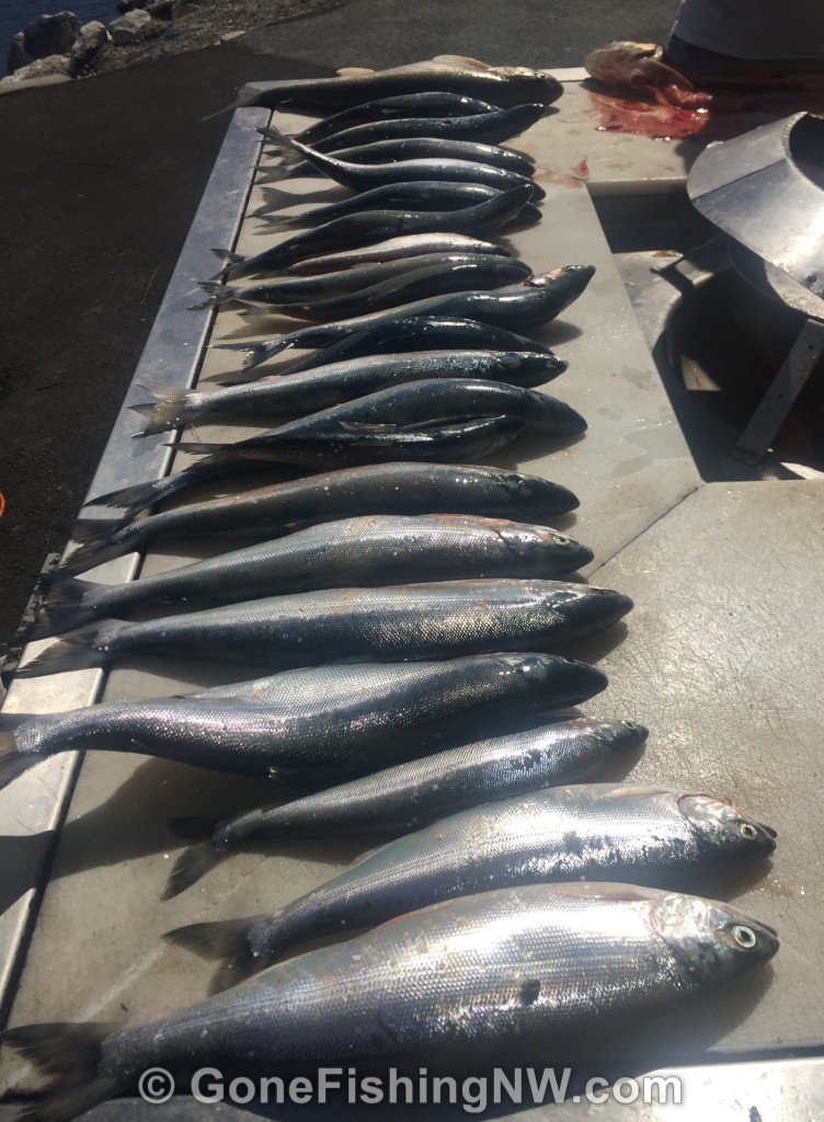 Lake Chelan 2016 Day 3 Catch (Kokanee and Mackinaw) – Gone Fishing ...