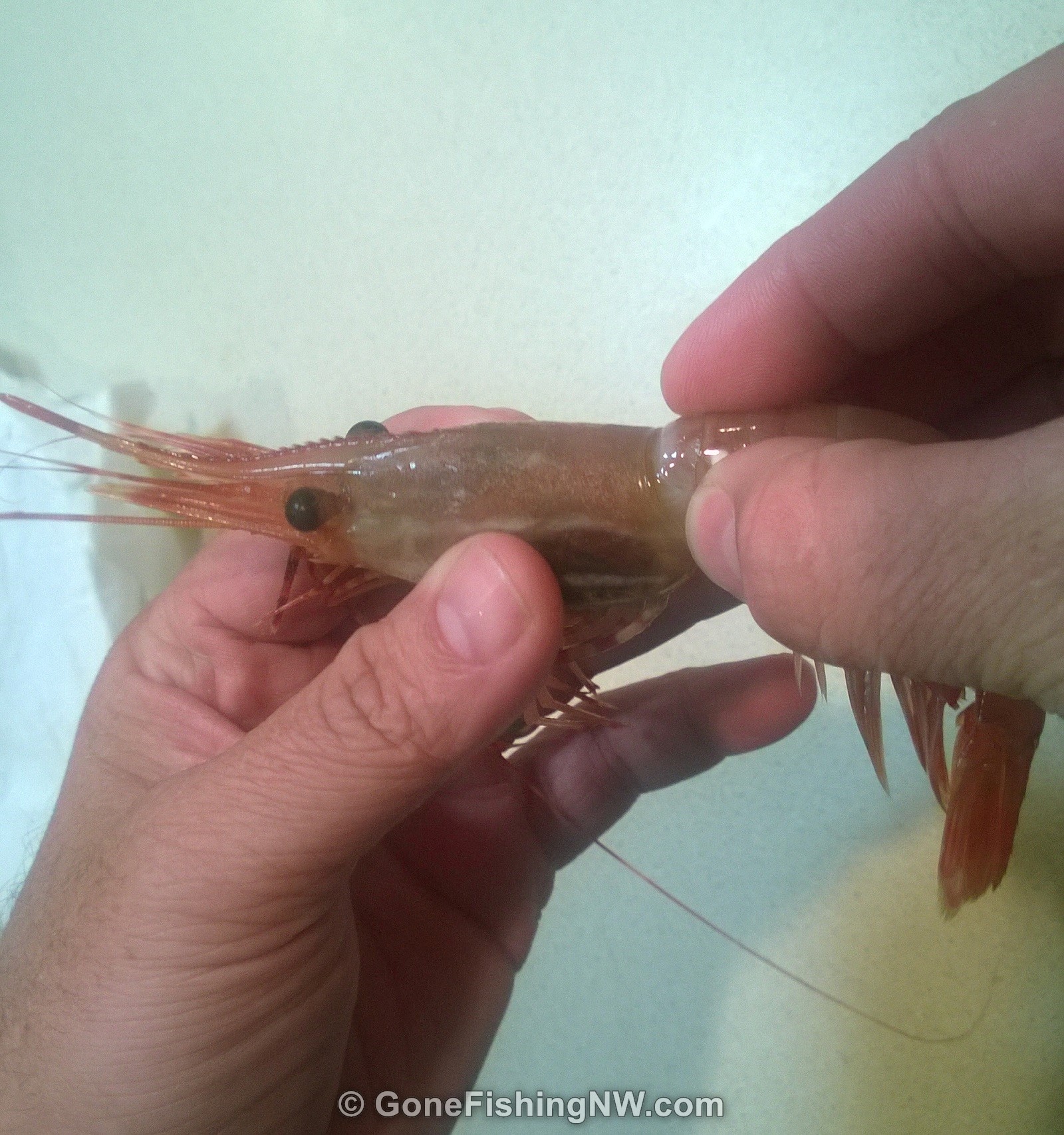 Spot Shrimp – Cleaning Step 1 – Gone Fishing Northwest