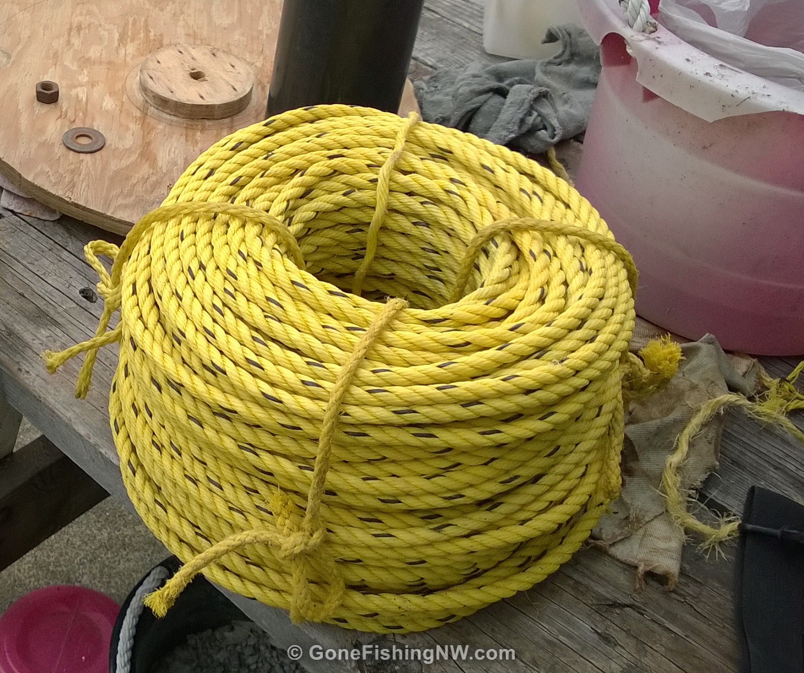 Spot Shrimp – Coiled Line – Gone Fishing Northwest