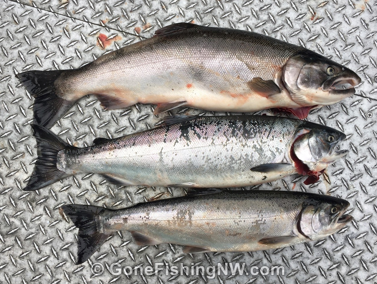 The Best How To Guide for Coho Salmon River Fishing – Gone Fishing ...