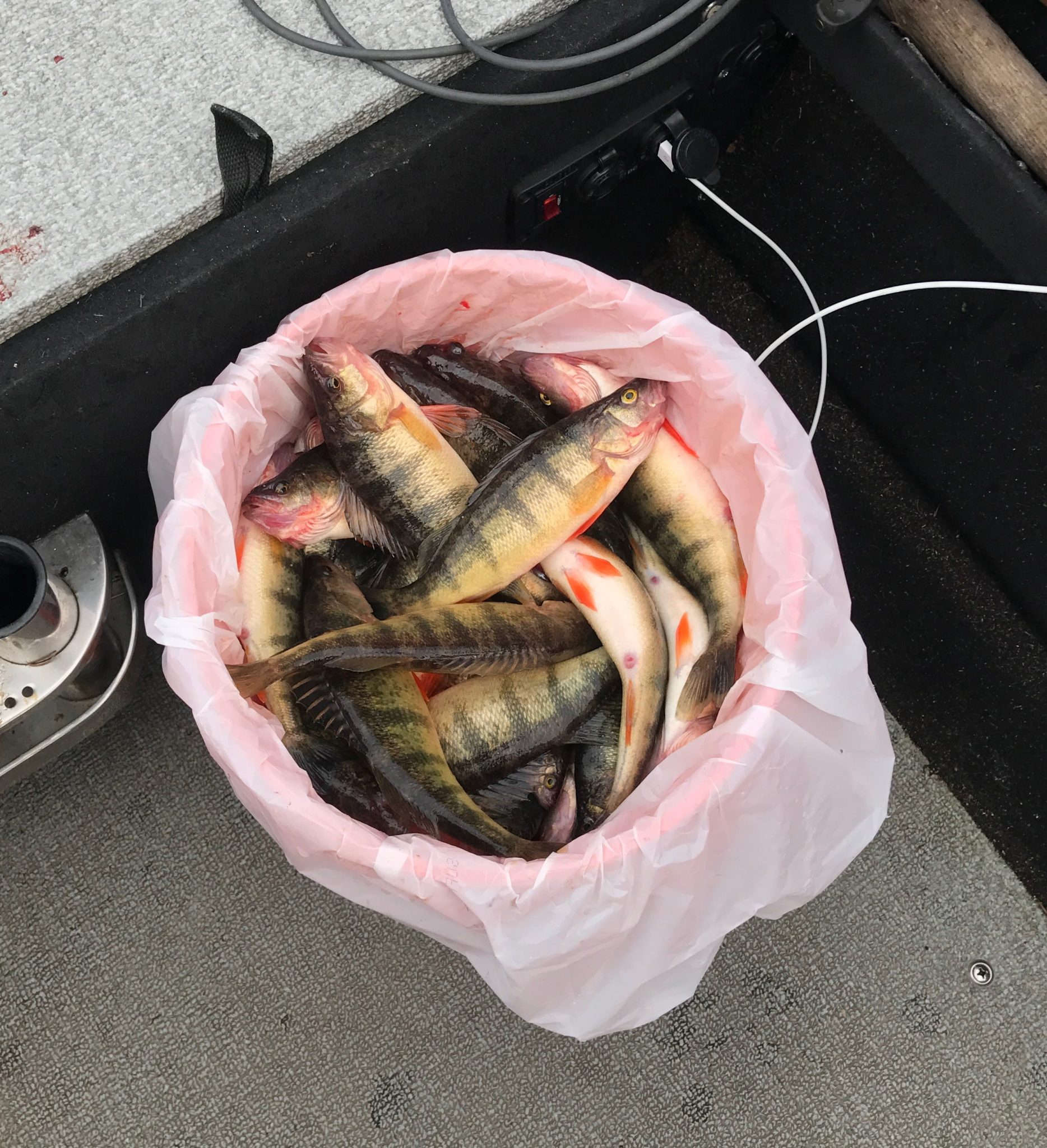 Lake Washington Perch Fishing Secrets – Gone Fishing Northwest