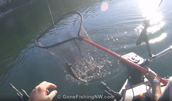 The Best Guide To Fish For Sockeye In Lakes – Gone Fishing Northwest