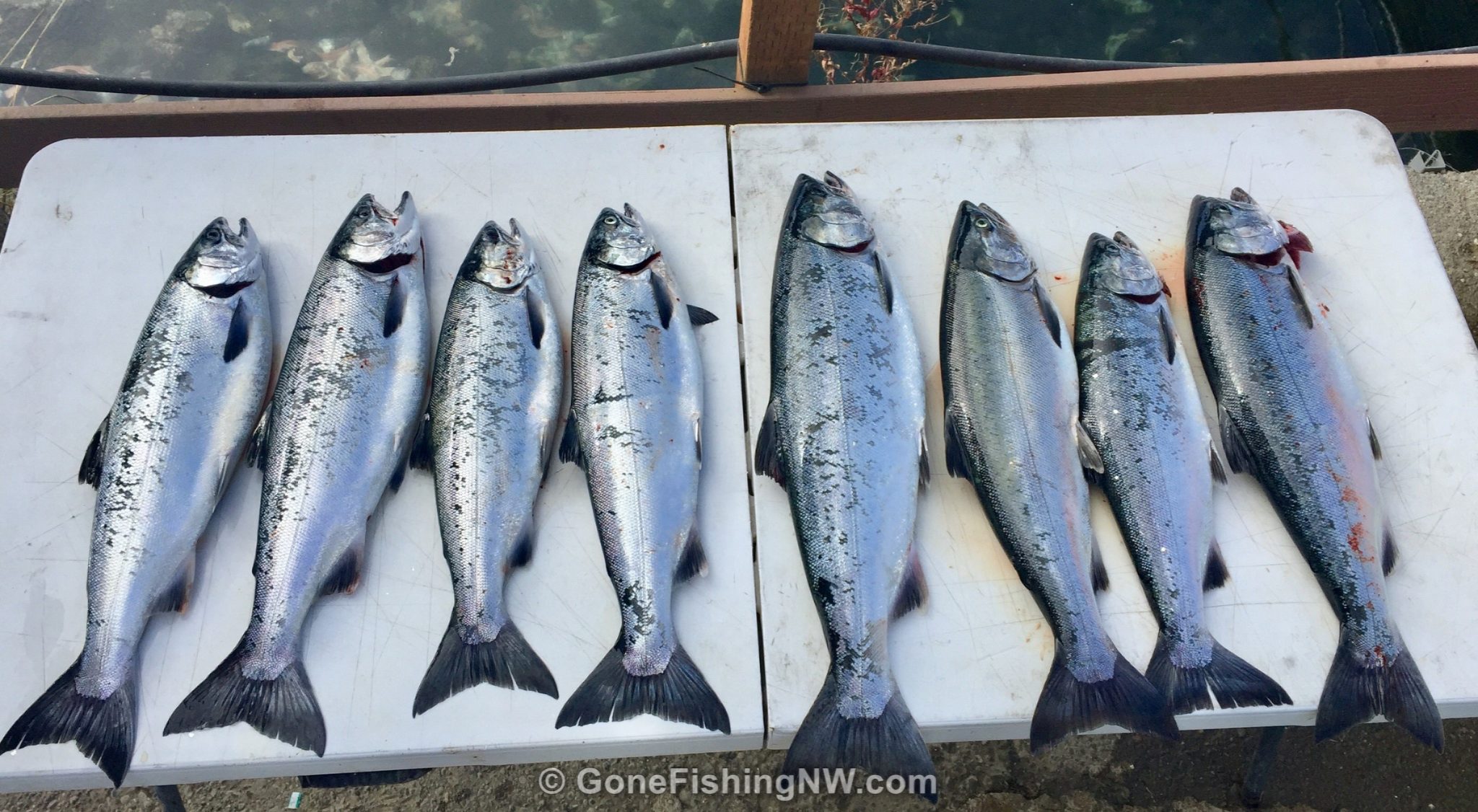 Sekiu 2017 Day 1 Catch – Gone Fishing Northwest