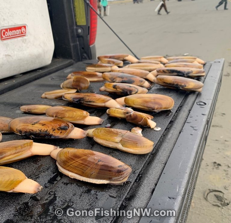 Dig Your Limit of Razor Clams – Gone Fishing Northwest